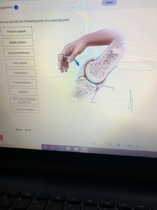 Solved Saved ssignment erectly identify the following parts | Chegg.com