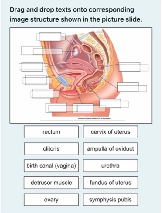 Solved Drag and drop texts onto appropriate image structure | Chegg.com