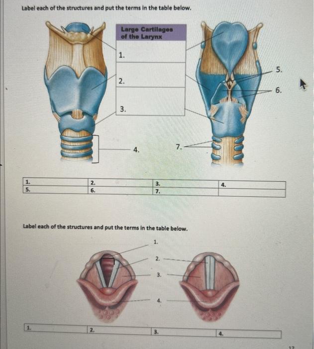 Solved Label each of the structures and put the terms in the | Chegg.com