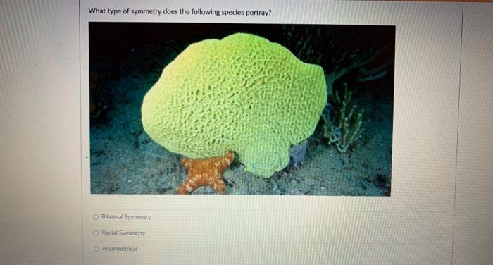 Solved What type of symmetry does the following species | Chegg.com