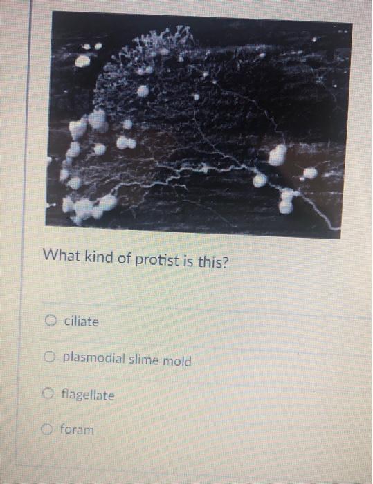 Solved What kind of protist is this? ciliate plasmodial | Chegg.com
