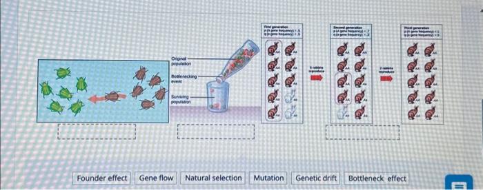 Solved Correcty identify each of these evolutionary | Chegg.com