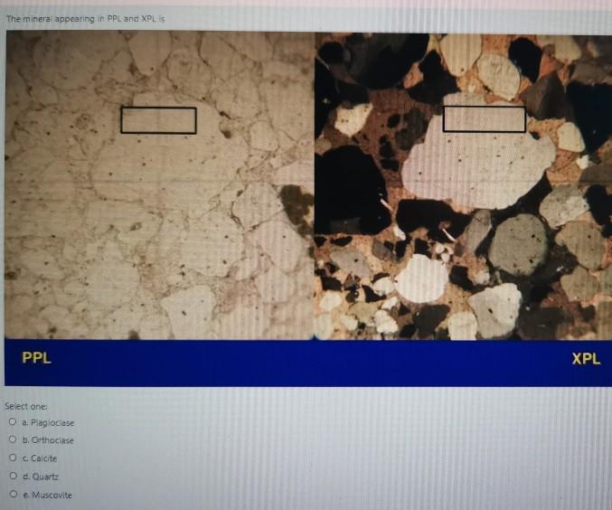 Solved The mineral in ppl and XPLIS PPL XPL Select one O a | Chegg.com