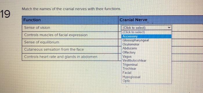 Solved Match the names of the cranial nerves with their | Chegg.com