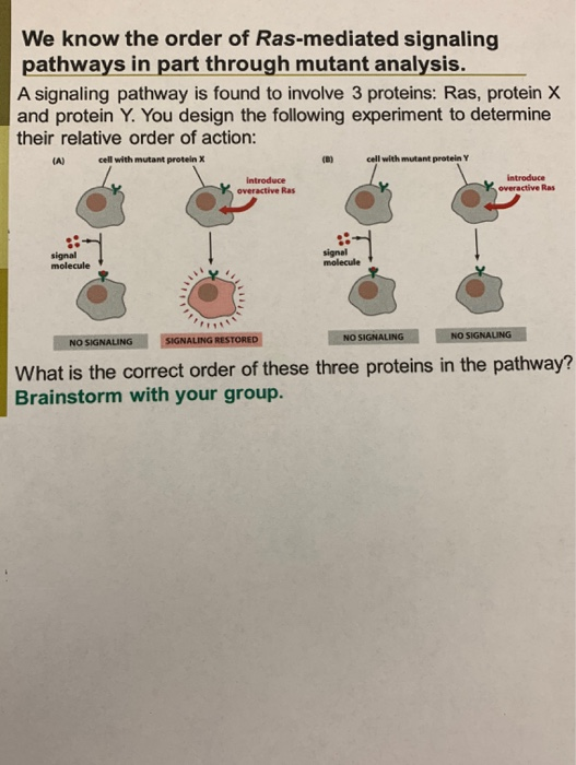 Solved We know the order of Ras-mediated signaling pathways | Chegg.com
