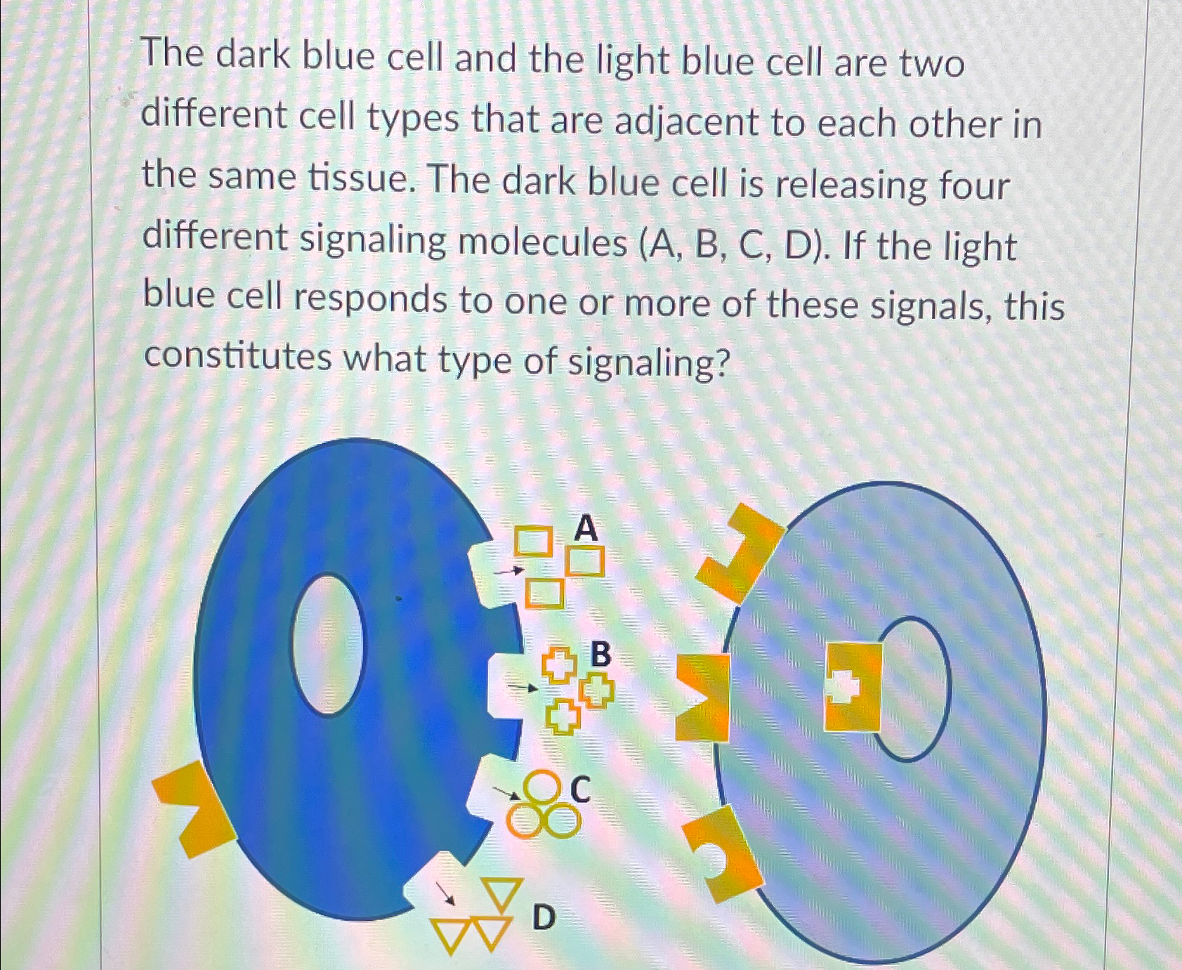Solved The dark blue cell and the light blue cell are two | Chegg.com
