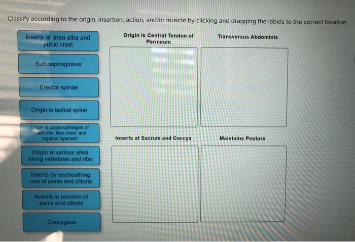 Solved Classify according to the origin, insertion, action, | Chegg.com