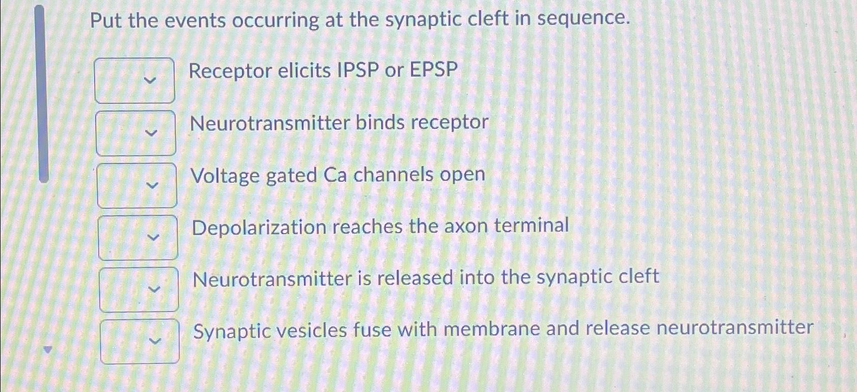 Solved Put the events occurring at the synaptic cleft in | Chegg.com