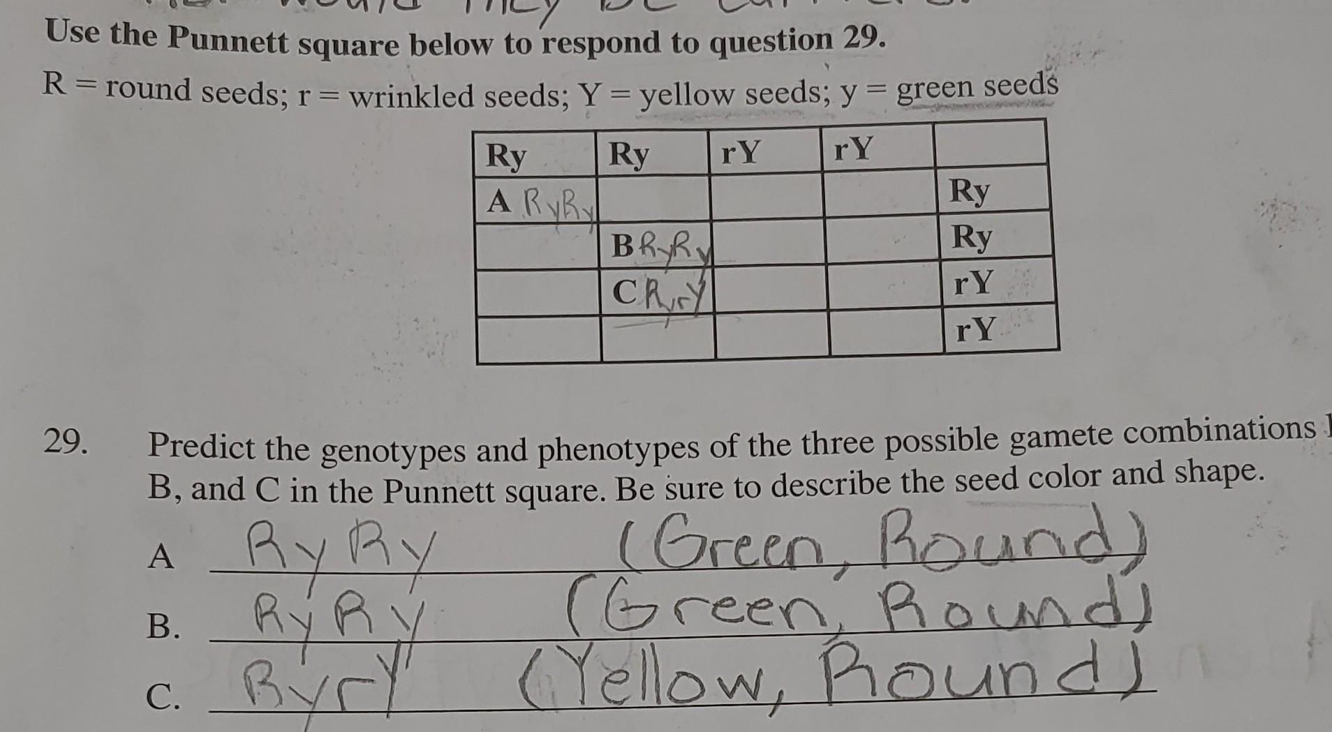 Solved Use the Punnett square below to respond to question | Chegg.com