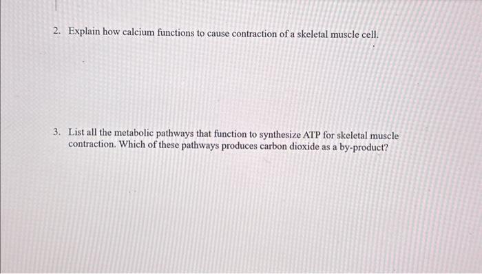 Solved The Muscular System Worksheet Answer each of the | Chegg.com