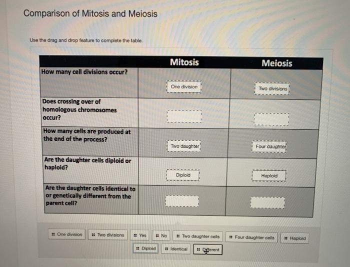 Solved Comparison of Mitosis and Meiosis Use the drag and | Chegg.com