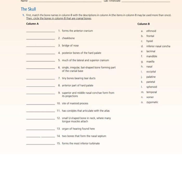 Solved Name Lab lime/Date The Skull 1. First, match the bone | Chegg.com