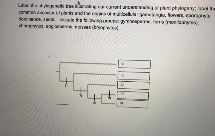 Solved Label the phylogenetic tree illustrating our current | Chegg.com
