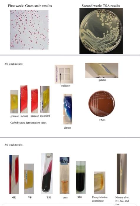 Solved First week: Gram stain results Second week: TSA | Chegg.com
