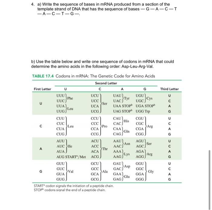 Solved 4. a) Write the sequence of bases in mRNA produced | Chegg.com