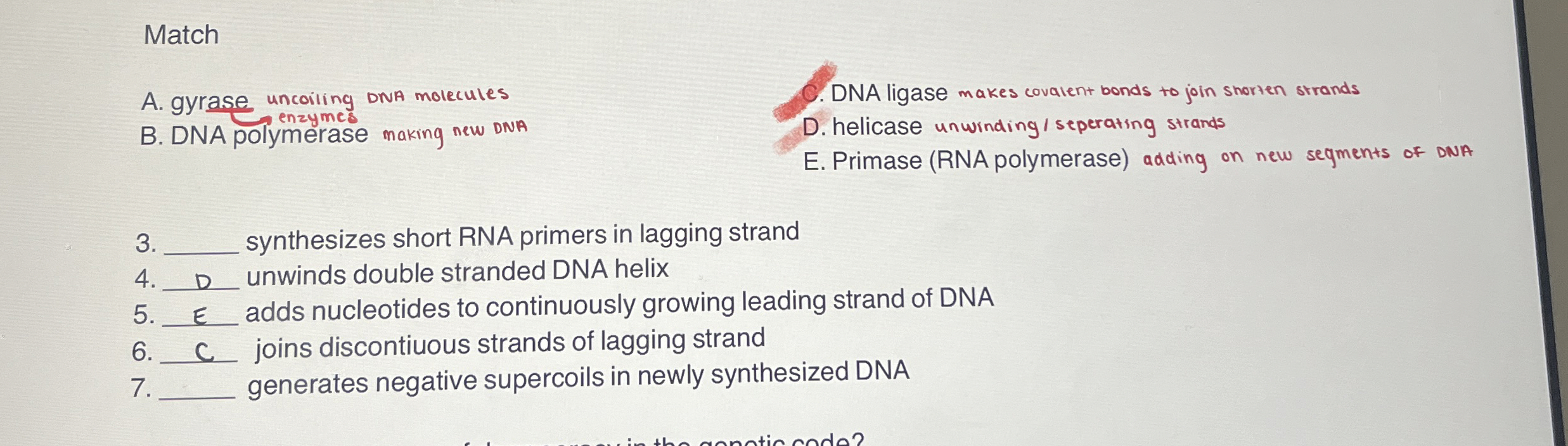 Solved MatchA. ﻿gyrase uncoiling DNA moleculesB. ﻿DNA | Chegg.com