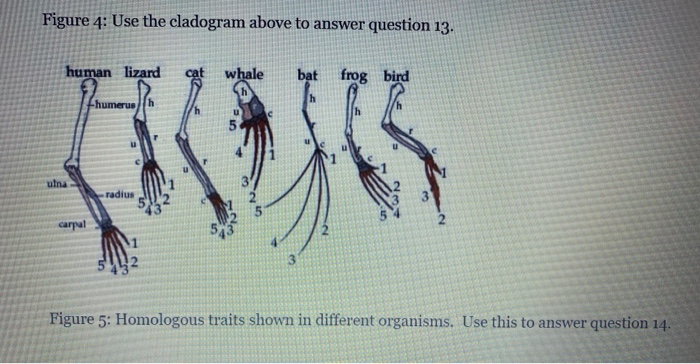 Solved Figure 4: Use the cladogram above to answer question | Chegg.com