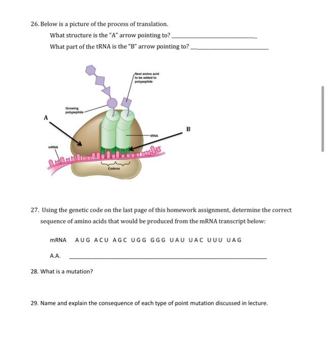 26. Below is a picture of the process of translation. | Chegg.com
