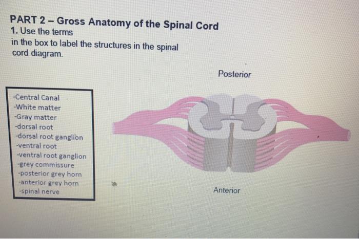 Solved PART 2 - Gross Anatomy of the Spinal Cord 1. Use the | Chegg.com
