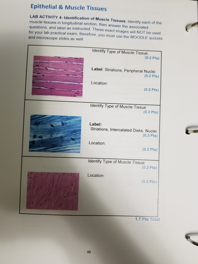 Solved (name) Epithelial & Muscle Tissues (section) Complete | Chegg.com