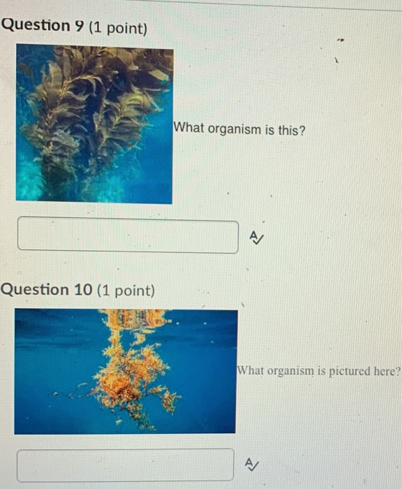 Solved Question 9 (1 point) What organism is this? Question | Chegg.com
