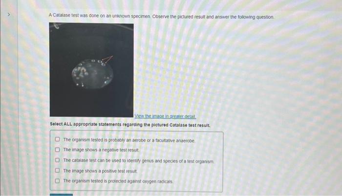 Solved A Catalase test was done on an unknown specimen. | Chegg.com