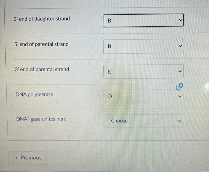 Solved 3 ' end of daughter strand 5 ' end of parental | Chegg.com