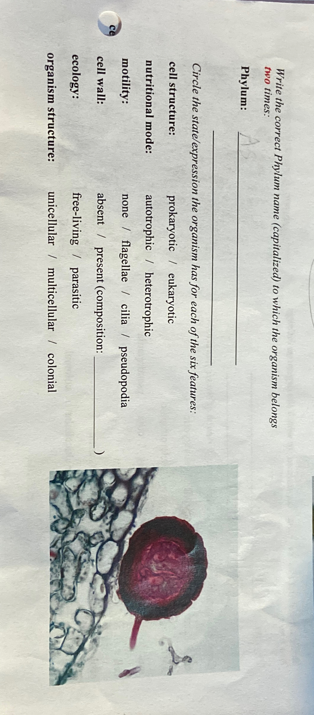 Solved Write the correct Phylum name (capitalized) ﻿to which | Chegg.com