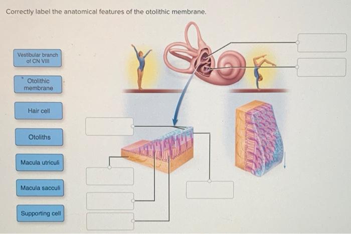 Solved Correctly label the anatomical features of the | Chegg.com