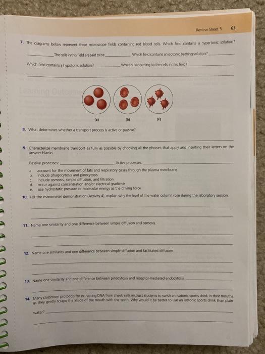 Solved Instructors may assign a portion of the Review Sheet | Chegg.com