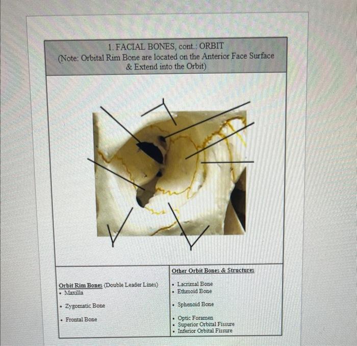 Solved 1. FACIAI BONES, cont: ORBIT (Note: Orbital Rim Bone | Chegg.com