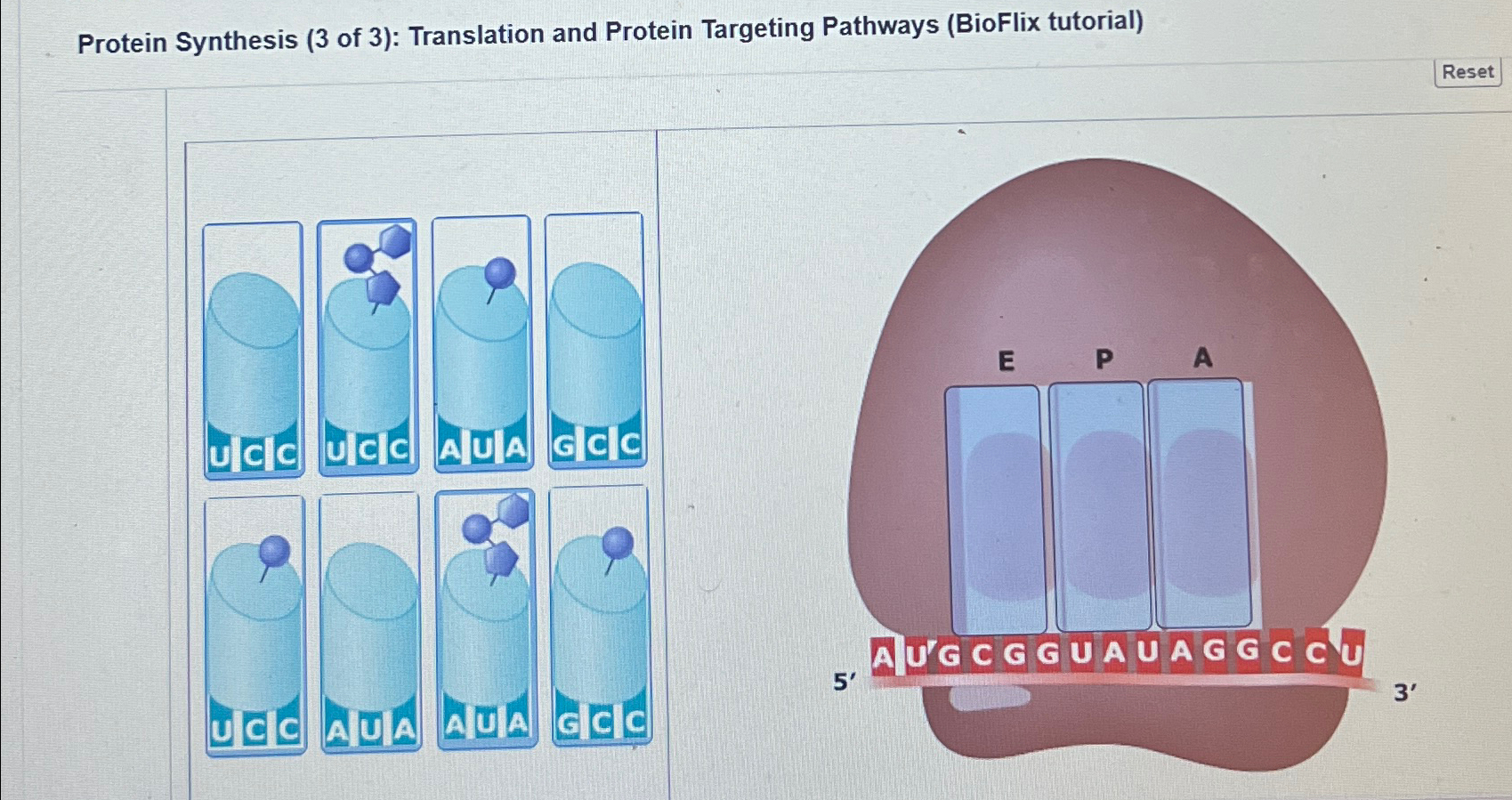 Solved Protein Synthesis (3 of 3): Translation and Protein | Chegg.com Solved Protein Synthesis (3 of 3): Translation and Protein | Chegg.com