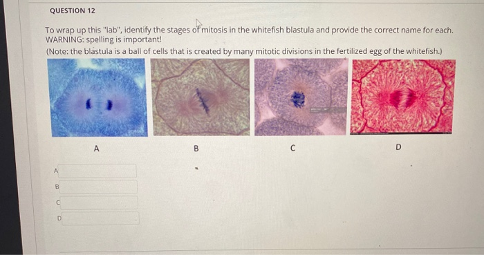 Solved QUESTION 12 To wrap up this "lab", identify the | Chegg.com