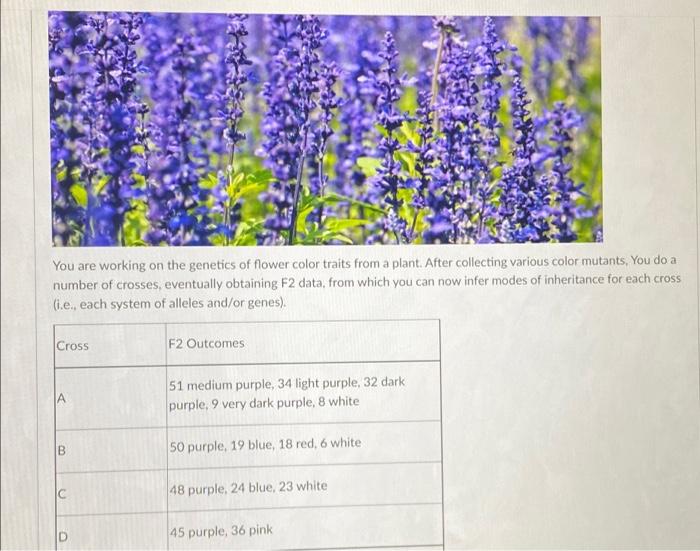 Solved You are working on the genetics of flower color | Chegg.com