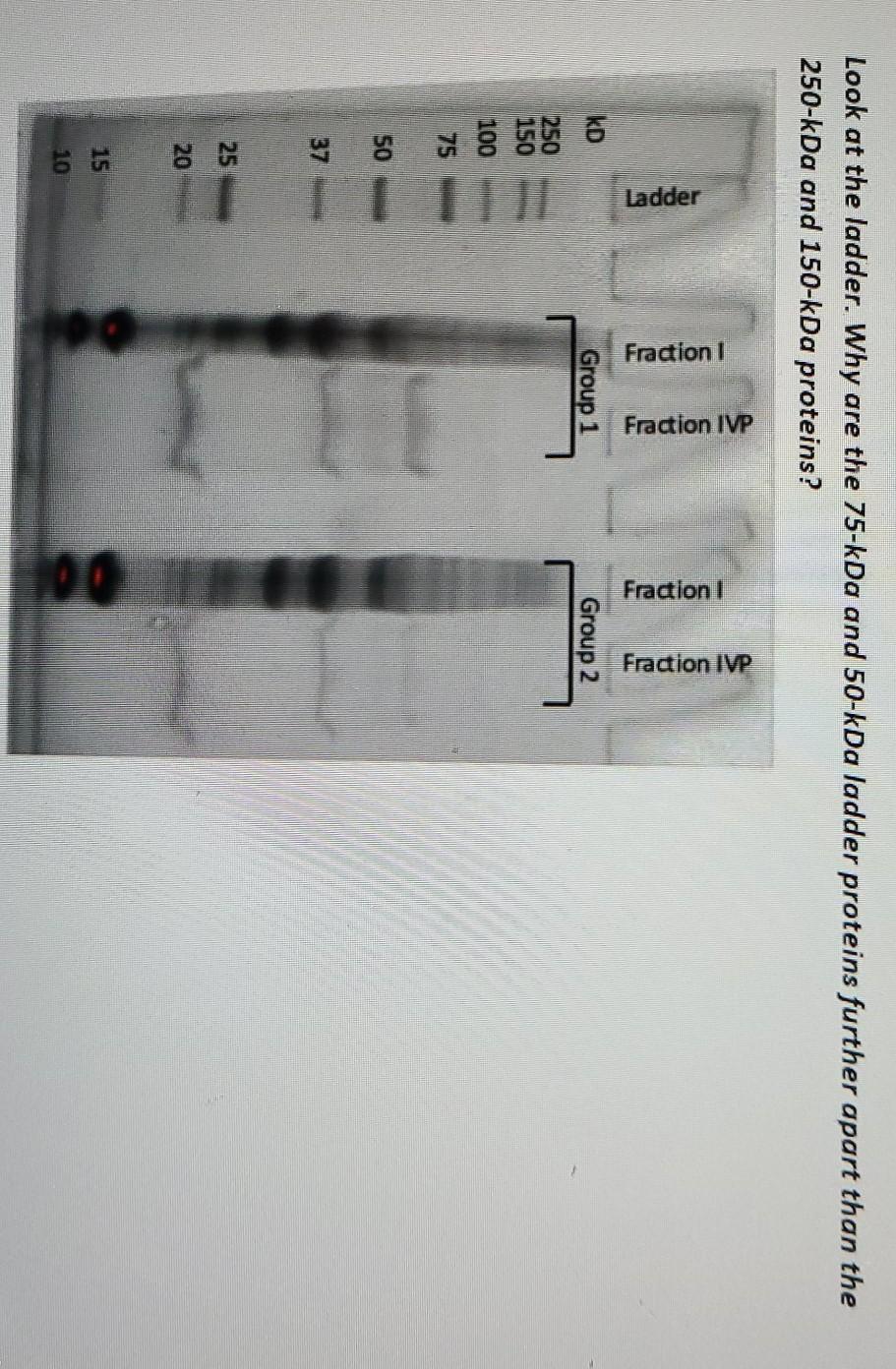 Solved Look at the ladder. Why are the 75-kDa and 50-kDa | Chegg.com