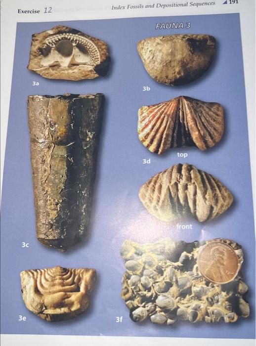 Solved identify fossils | Chegg.com
