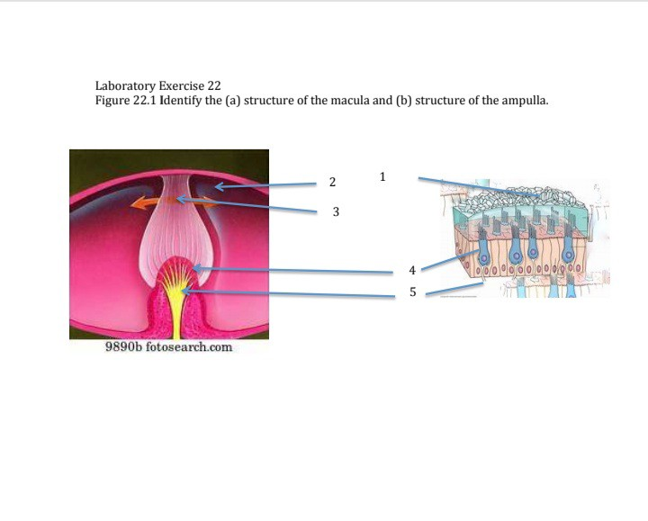 Solved Laboratory Exercise 21 The eye and Vision Figure21.1 | Chegg.com