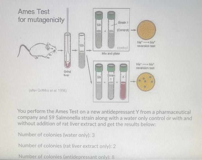 Solved You perform the Ames Test on a new antidepressant Y | Chegg.com