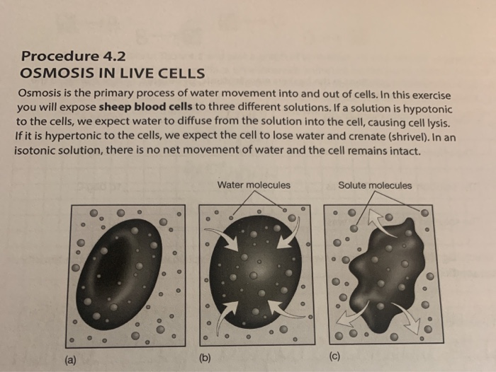 Solved Procedure 4.2 OSMOSIS IN LIVE CELLS Osmosis is the | Chegg.com