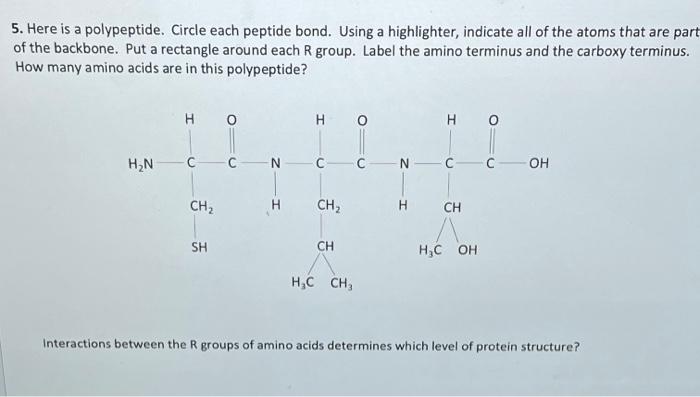 Solved 5. Here is a polypeptide. Circle each peptide bond. | Chegg.com