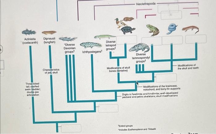 Solved Drag the following names and characters to their | Chegg.com
