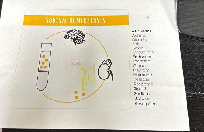 Solved SODIUM HOMEOSTASIS A\&P Terms Adrenal Diuretic Axis | Chegg.com