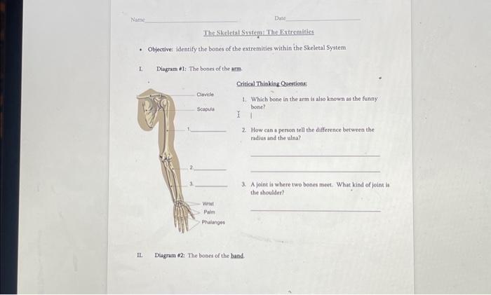Solved - Objective: identify the bones of the extremities | Chegg.com