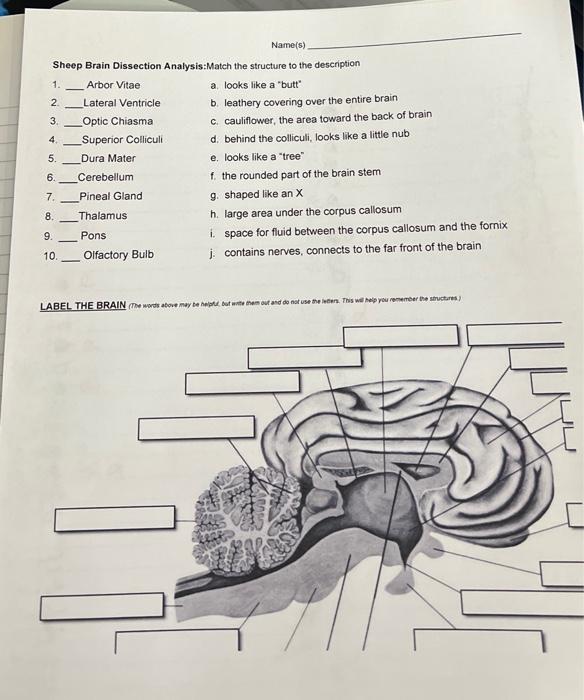 Solved Test: Nervous System Page 1 Each of the following is | Chegg.com