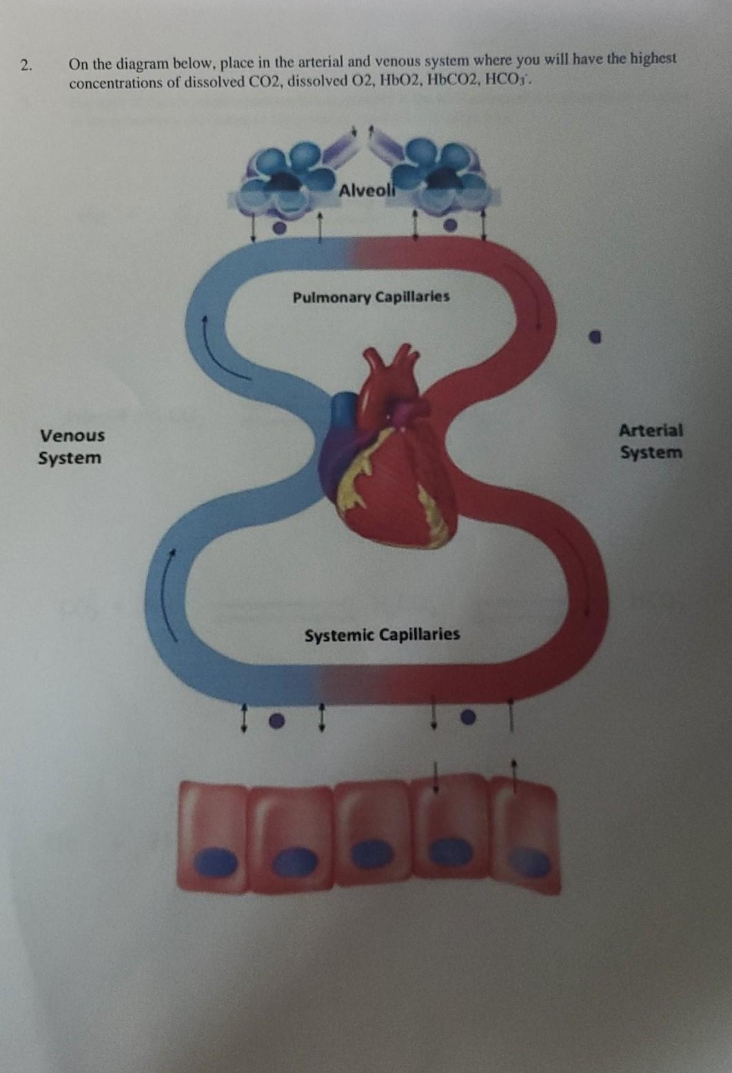 Solved 2 . On the diagram below, place in the arterial and | Chegg.com