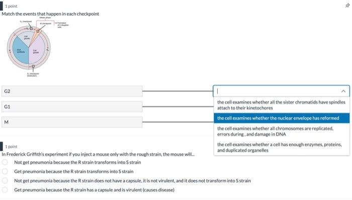 Solved 1 point Match the events that happen in each | Chegg.com
