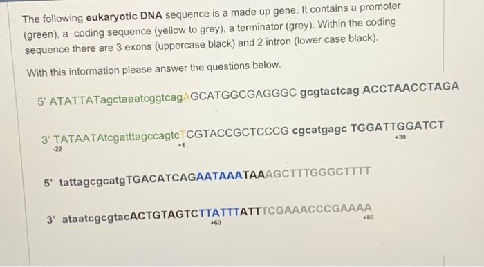 Solved The following eukaryotic DNA sequence is a made up | Chegg.com