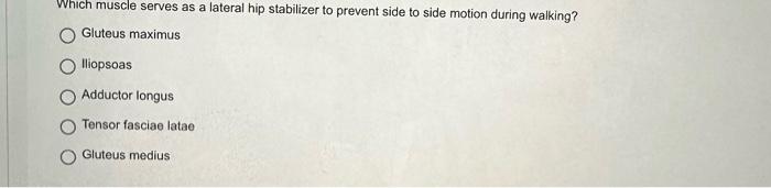 Solved Which muscle serves as a lateral hip stabilizer to | Chegg.com