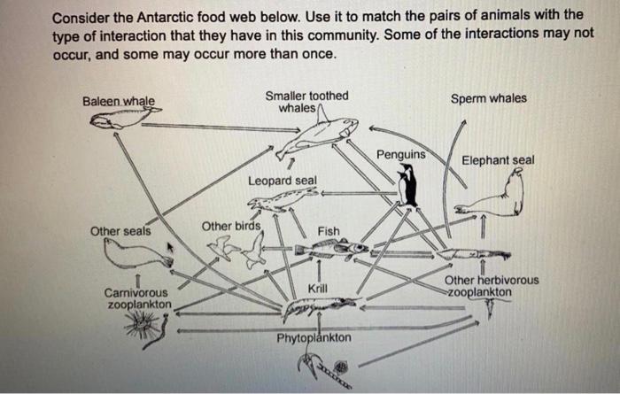 Solved Consider the Antarctic food web below. Use it to | Chegg.com