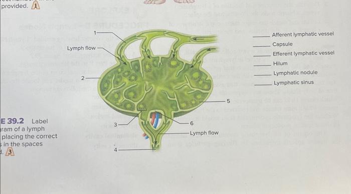 Solved provided. 1 Afferent lymphatic vessel Capsule | Chegg.com